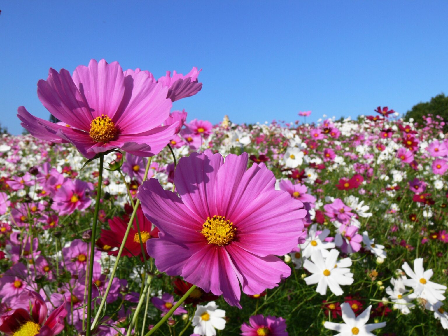 5 Reasons To Have Flowers In Your Home The Benefits Of Flowers 5 Reasons To Have Flowers In Your Home The Benefits Of Flowers