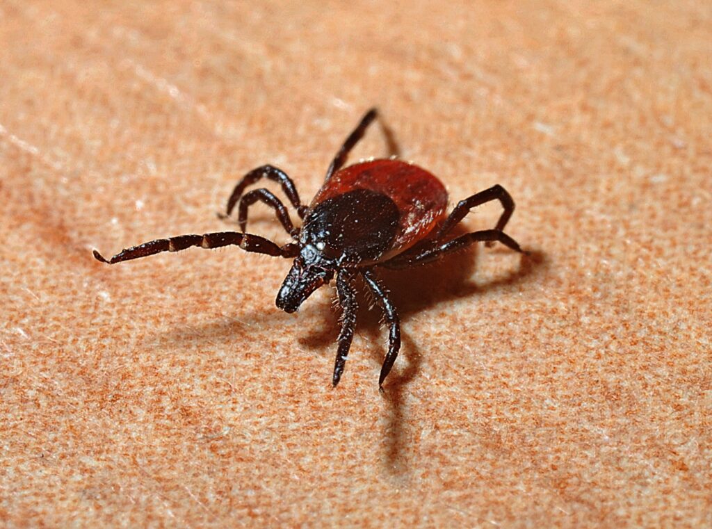 5 Ways to Control and Prevent a Tick Infestation - My Zeo