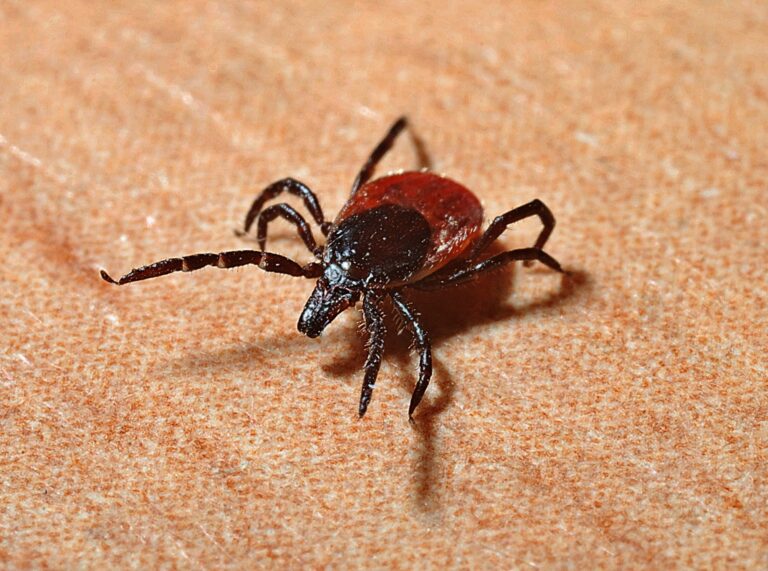 5 Ways to Control and Prevent a Tick Infestation - My Zeo