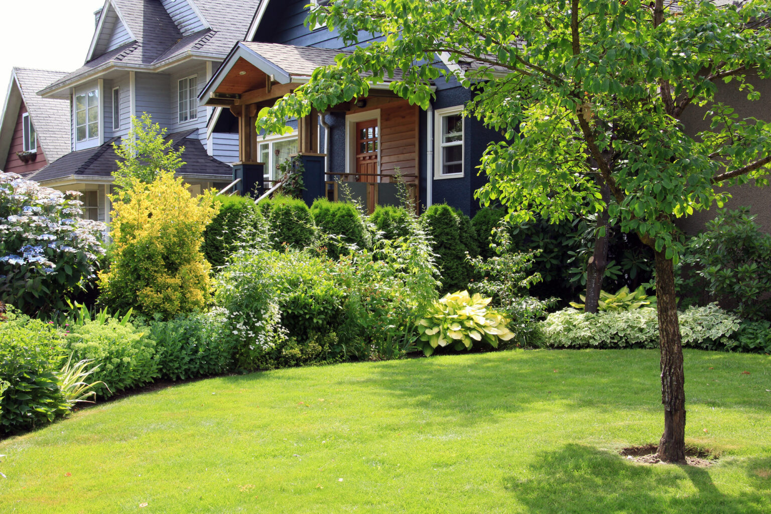 5 Popular Types of Trees for Front Yards | My Zeo